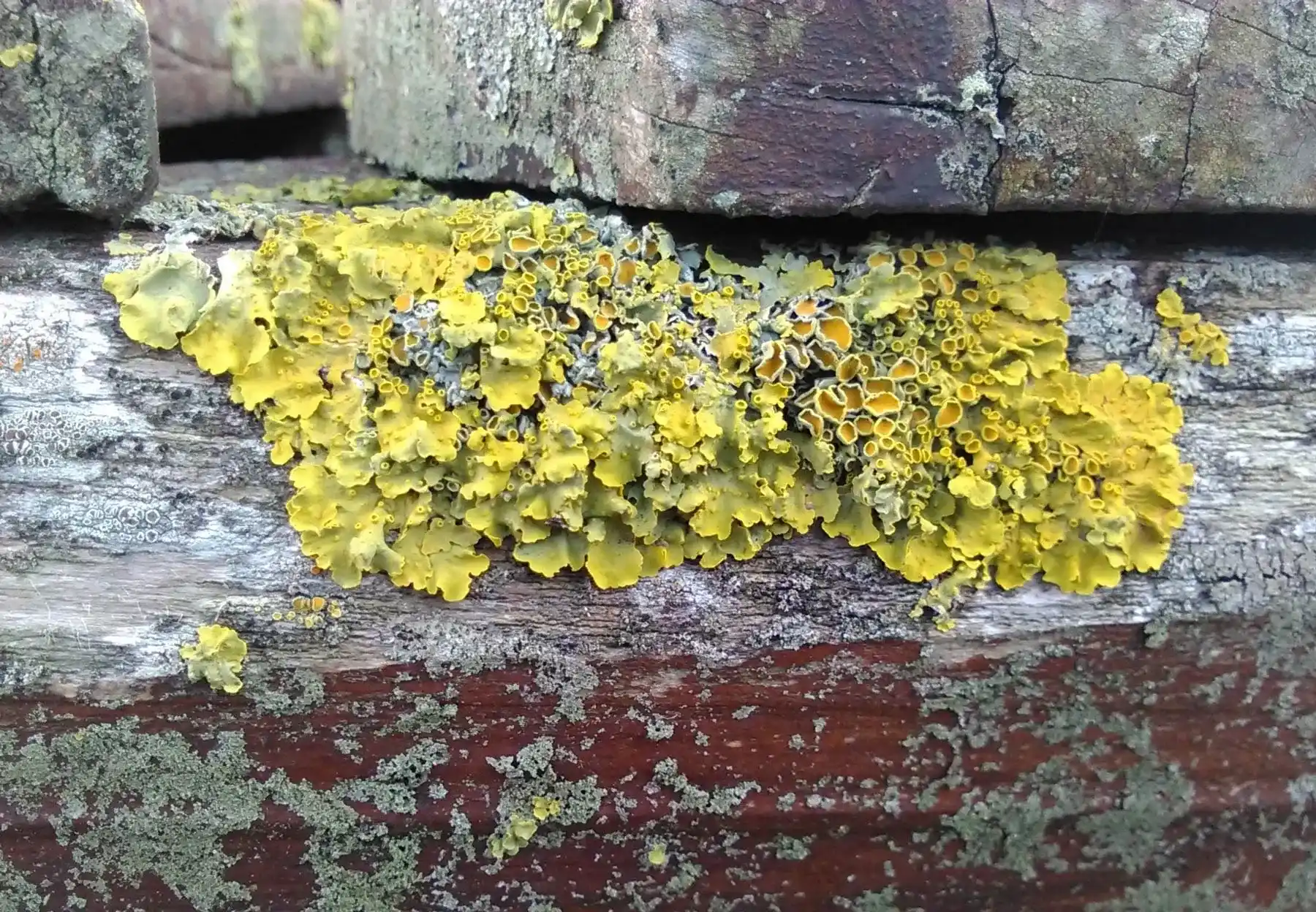 SIMBIOSIS: LA COMUNIÓN DEFINITIVA