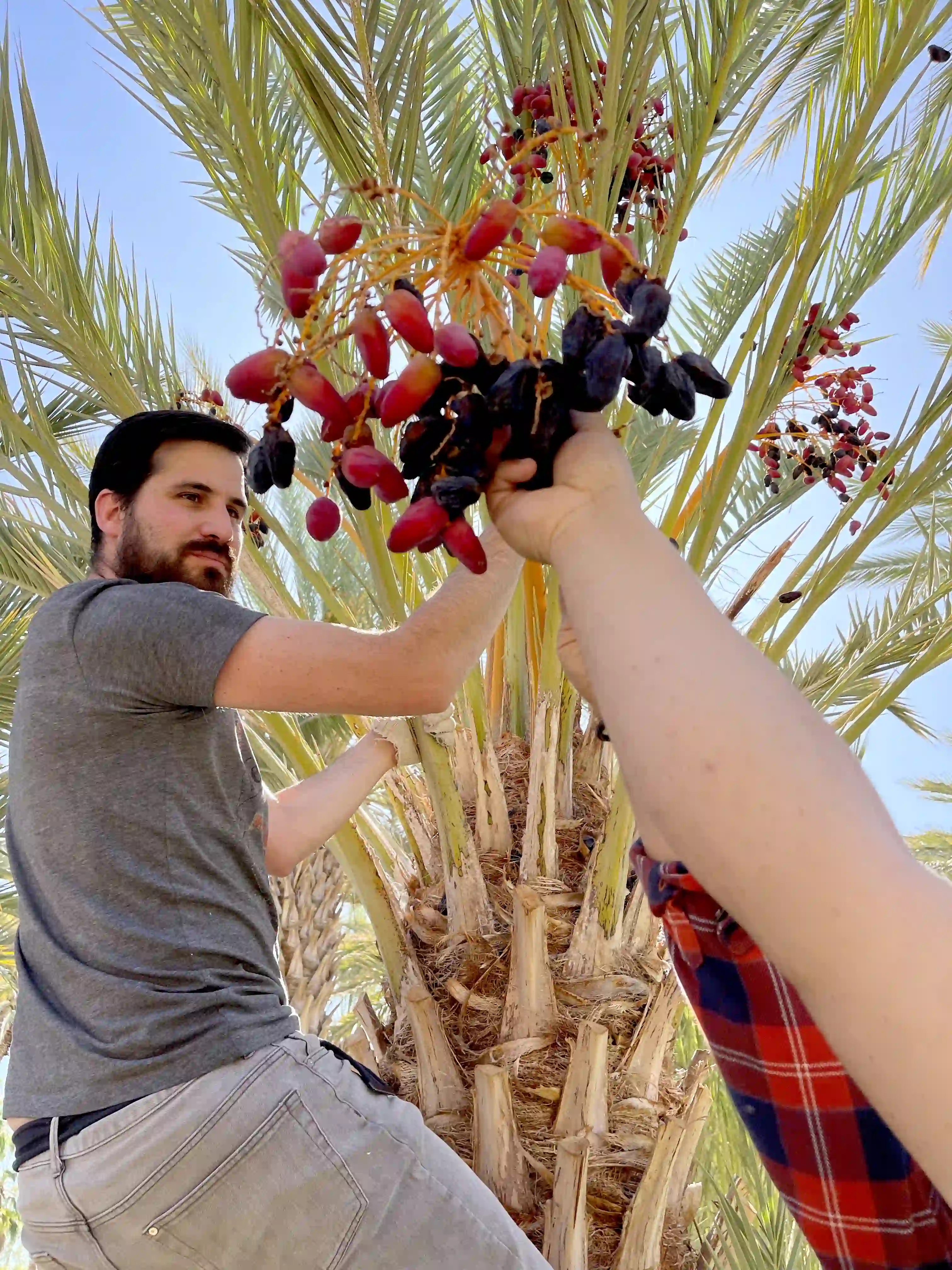 PRIMERAS PALMERAS datileras reproducidas in vitro del país se plantan ...