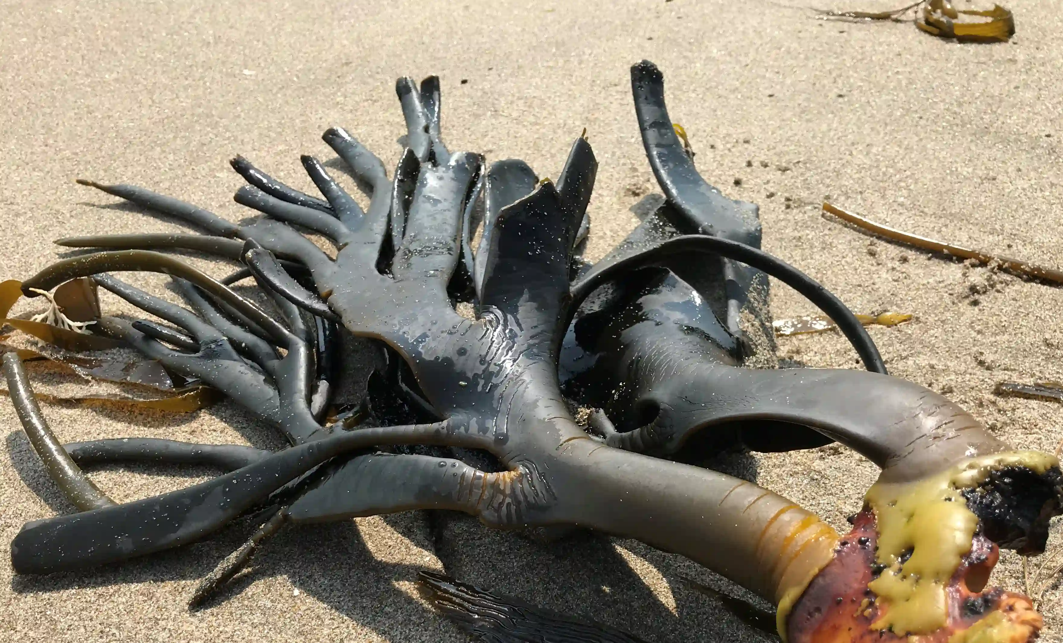 Estudio revela que el cochayuyo sigue llegando a la ANTÁRTICA