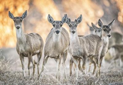 TARUCA: El ciervo desconocido de Tarapacá