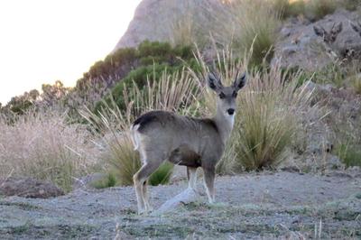 TARUCA: El ciervo desconocido de Tarapacá