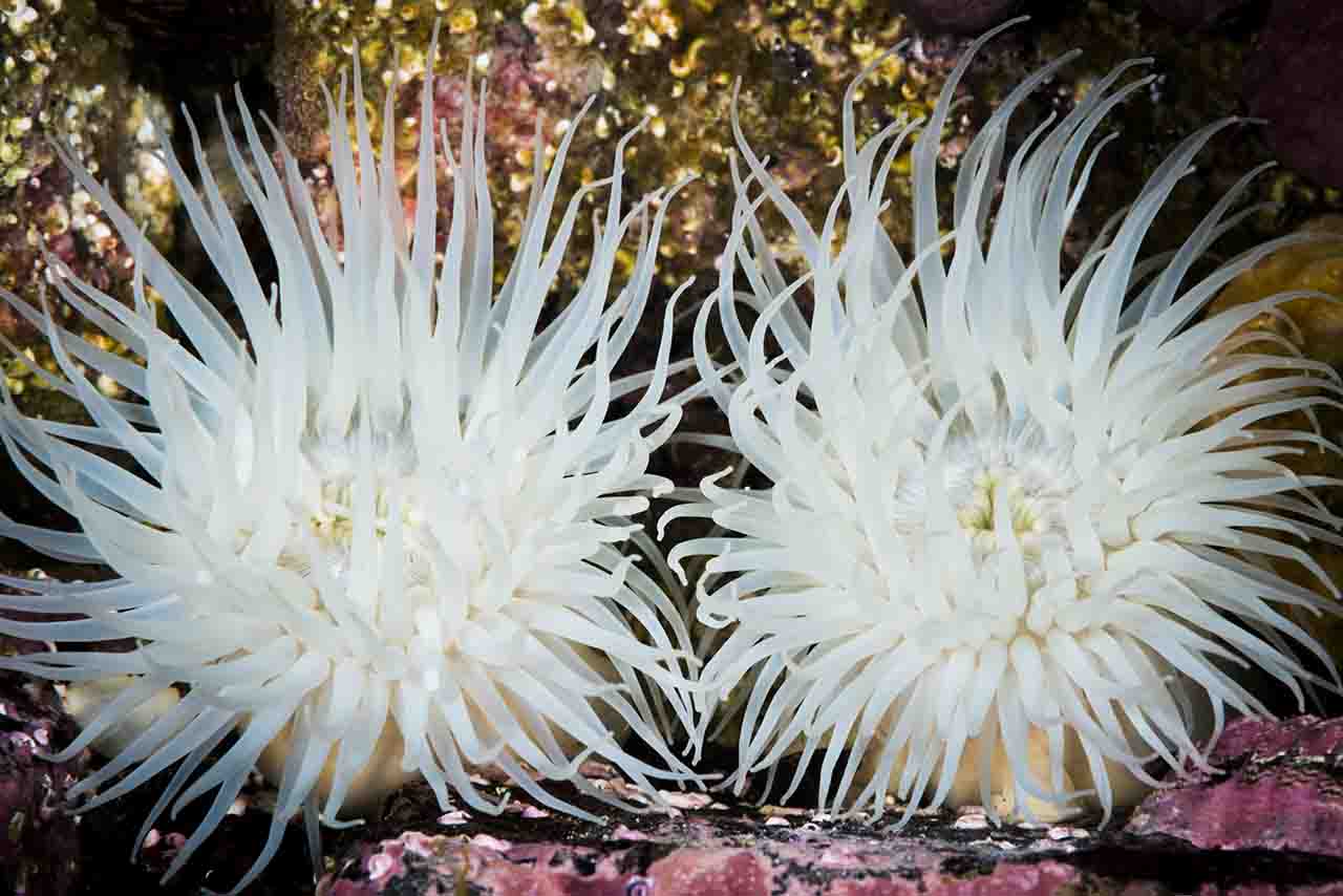 CIENCIAS DEL MAR: MUESTRAN LA BELLEZA QUE SUBYACE EN LA REGIÓN